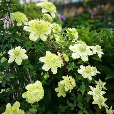 Clematis Bulbsclematis Flowers For Plantingclematis Plantsclematis