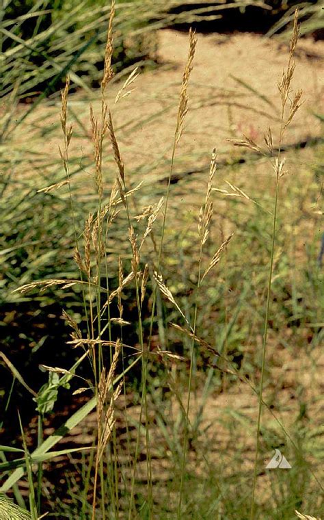 Idaho Fescue Festuca Idahoensis Applewood Seed Company