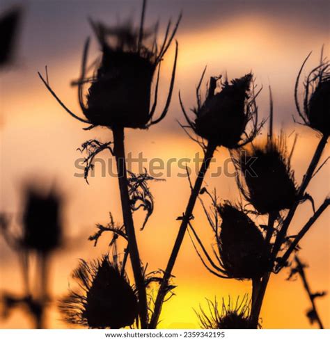 Sunset Photo Napalona Nastolatka W Ponczochach Ai Generated Image