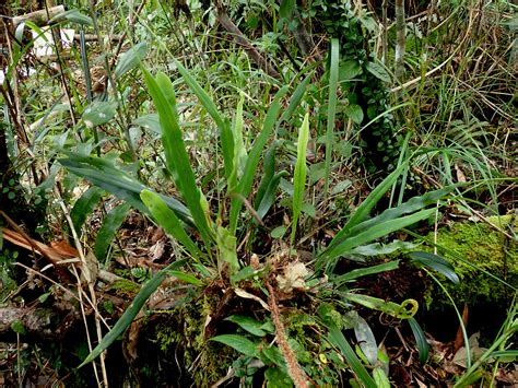 Lepisorus Mucronatus Polypodiaceae