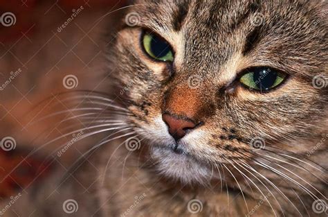 Pussycat Stock Image Image Of Life Kitten Human Large 36398307
