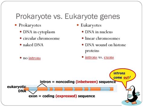 Chapter 17~ From Gene To Protein Ppt Download