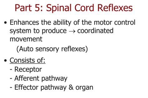 Lecture Nervous System Brain And Spinal Cord Part Flashcards