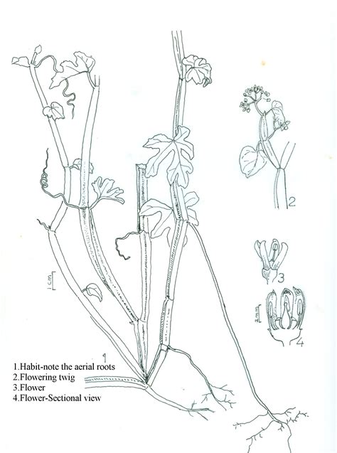 Herbarium Jcb