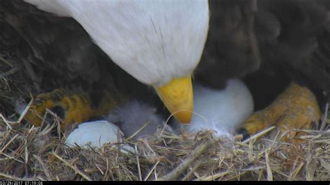 Watch Live 1st Dc Eaglet Hatches From Egg 2nd On The Way Wtop News