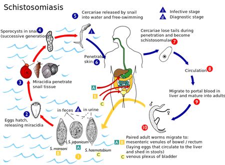 Parasite Life Cycles Common Types And Examples