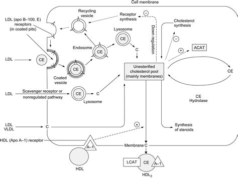 Lipids Clinical Tree
