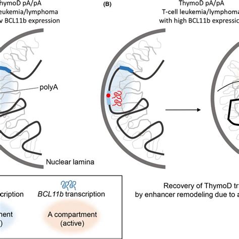 Noncoding Rna Thymocyte Differentiation Factor Thymod Transcription