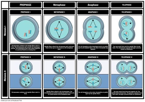 Stages Of Meiosis With Pictures