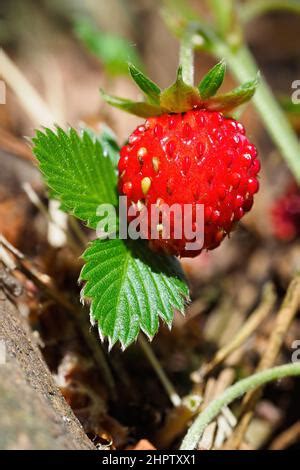 Wild Strawberry Fragaria Vesca On A Garden Not Digitally Altered