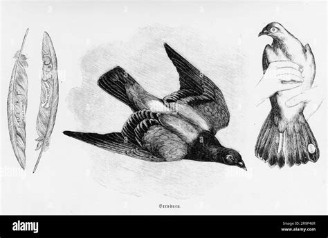 Columba Livia Sketch