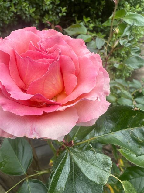 Pink Rose Identification Rose Selection And Questions American Rose