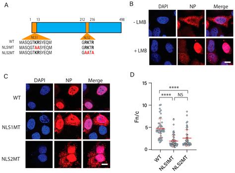 Bioinformatics And Functional Analysis Of A New Nuclear Localization Sequence Of The Influenza A