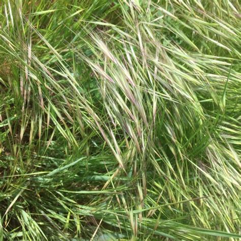 Stream Sylvain Devaux Listen To Échappées Sauvages Sonicpostcards Playlist Online For Free