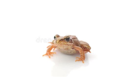 Small Frog Very Close Up Stock Image Image Of Green 11081111