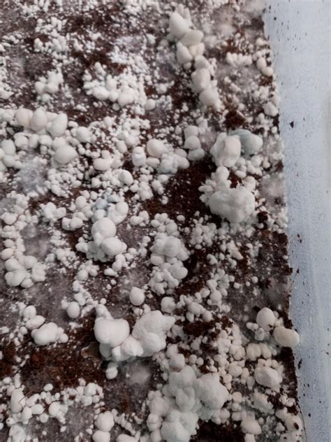 Update On Potential Blob Bin Definitely Blobs Pins And Clusters R