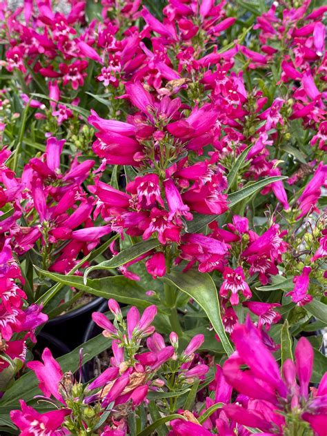 Penstemon Rock Candy® Ruby Native Sons Wholesale Nursery