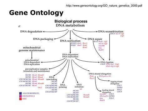 Ppt Gene Function Analysis Powerpoint Presentation Free Download