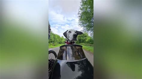 Index Utazó Dalmata Galéria