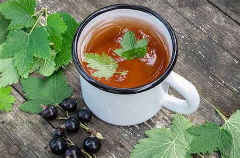 Otac Tadej čaj Za Reumu Gastritis I Zakrčenje Vena Sensa