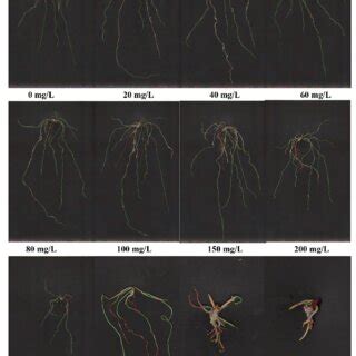 Root Structure Of The Maize Download Scientific Diagram