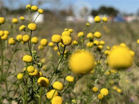 Weed Warriors Target Stinknet At Pima County Fairgrounds Subscriber