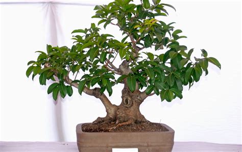Bonsai Fa Gondozása