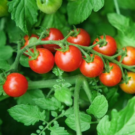 Tomato Cherry Sweetie 16 18 Seeds Dollar Heirloom Seeds