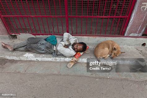 Passed Out Dog Photos And Premium High Res Pictures Getty Images