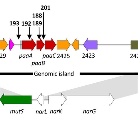 Chemical Structure Of Pantocin A And Herbicolin O Download