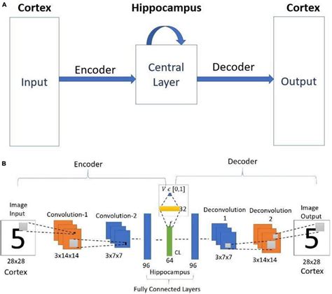 a schematic diagram of the cortico hippocampal memory network b