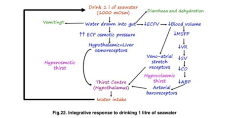 Renal Lecture 9 Flashcards Quizlet