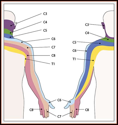 Truthlady3 Dermatomes Dermal Segmentation