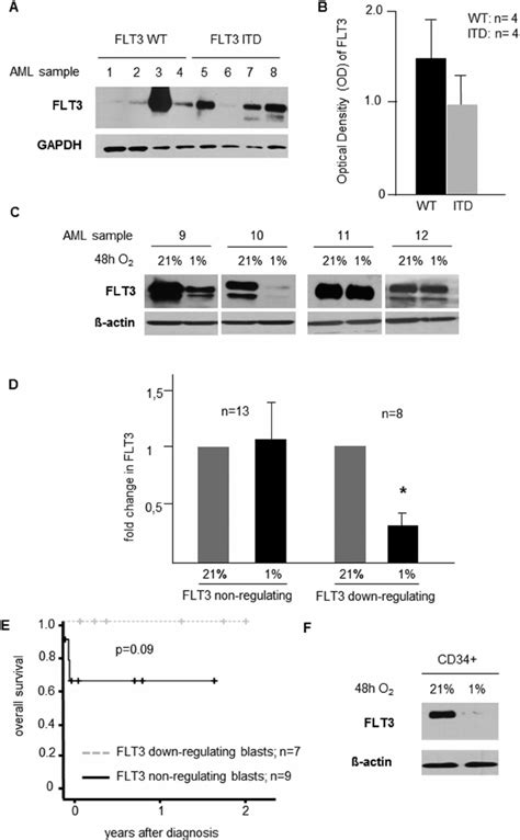 Flt3 Expression In Aml Is Regulated By The Oxygen Partial Pressure
