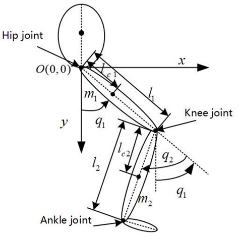 Human Gait Tracking For Rehabilitation Exoskeleton Adaptive Fractional Order Sliding Mode