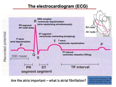 MCDB 1B Midterm 2 Flashcards Quizlet