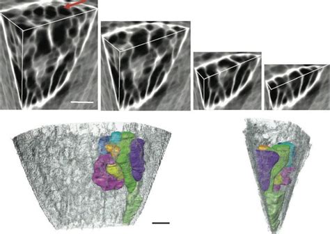 12 A Magnetic Neutron Tomography Of A Macroscopic Fesi Wedge Download Scientific Diagram