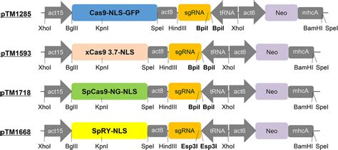 Diagrams Of All In One Cas9 And Sgrna Expression Vectors Used For Gene Download Scientific
