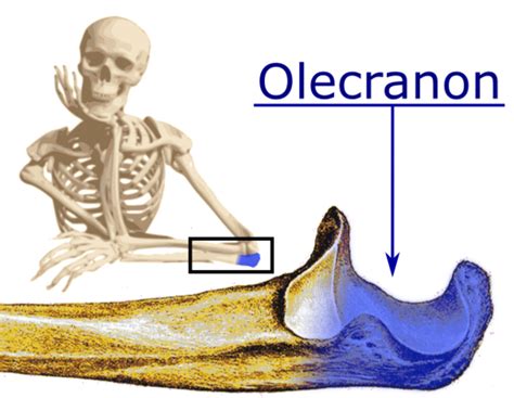 Olecranon Vs Olecranal Whats The Difference Main Difference