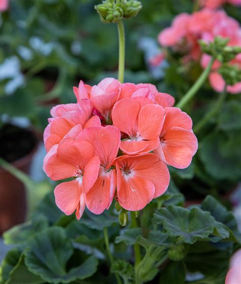 Pelargoni Salmon - Pukinmäen puutarha