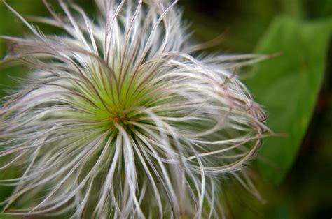 Shaggy Flower Free Stock Photo Public Domain Pictures