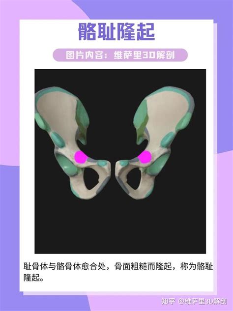 纯干货：盆骨骨学结构 知乎