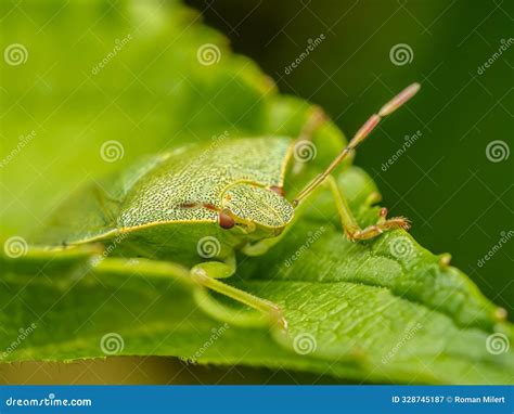 Green Shield Bug Palomena Prasina Royalty Free Stock Image 14796004