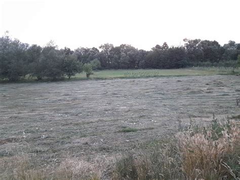 Добринище Продава имот Земеделска земя 3000 кв м Не е посочено Земеделска земя градини лозя