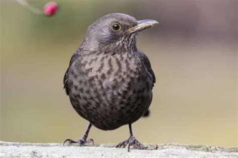 What Is The Liver Bird In The Beak Birdful