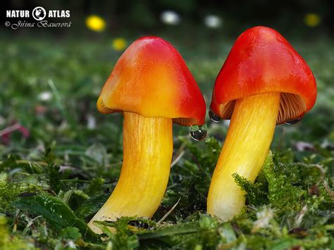 voskovka skvostná | NaturAtlas.cz