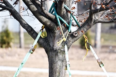 A Guide To Tree Cabling And Bracing Cabling And Bracing Donovan Arborists