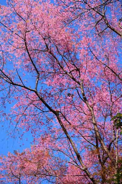 دانلود عکس با کیفیت درخت با شکوفه بهاری دیجیو