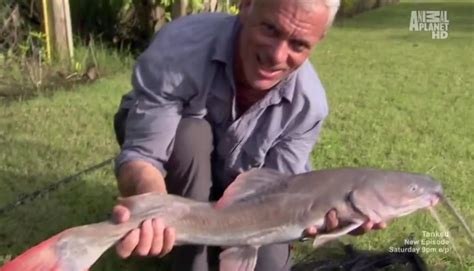 Red Tailed Catfish River Monsters Red Tailed Catfish River Monsters