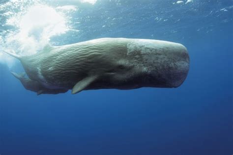El Fascinante Mundo Del Cachalote Un Gigante De Las Profundidades